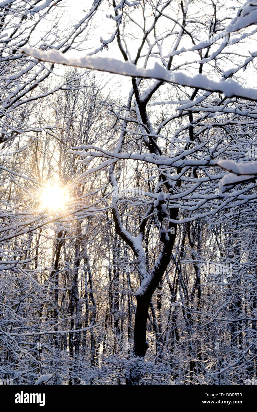 the sun behind snow covered trees Stock Photo - Alamy