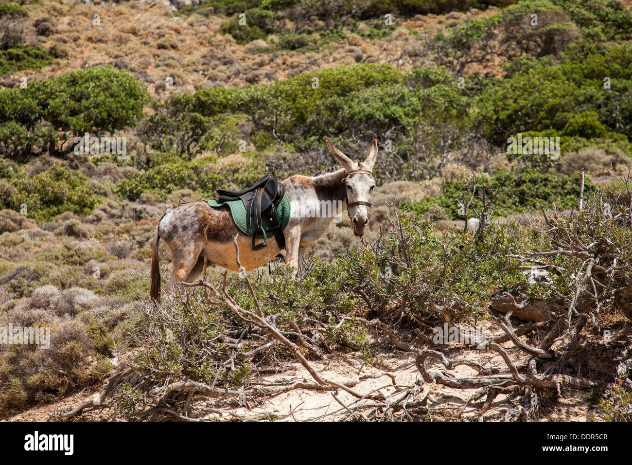 Donkey on Gramvousa island, Crete, Greece Stock Photo - Alamy