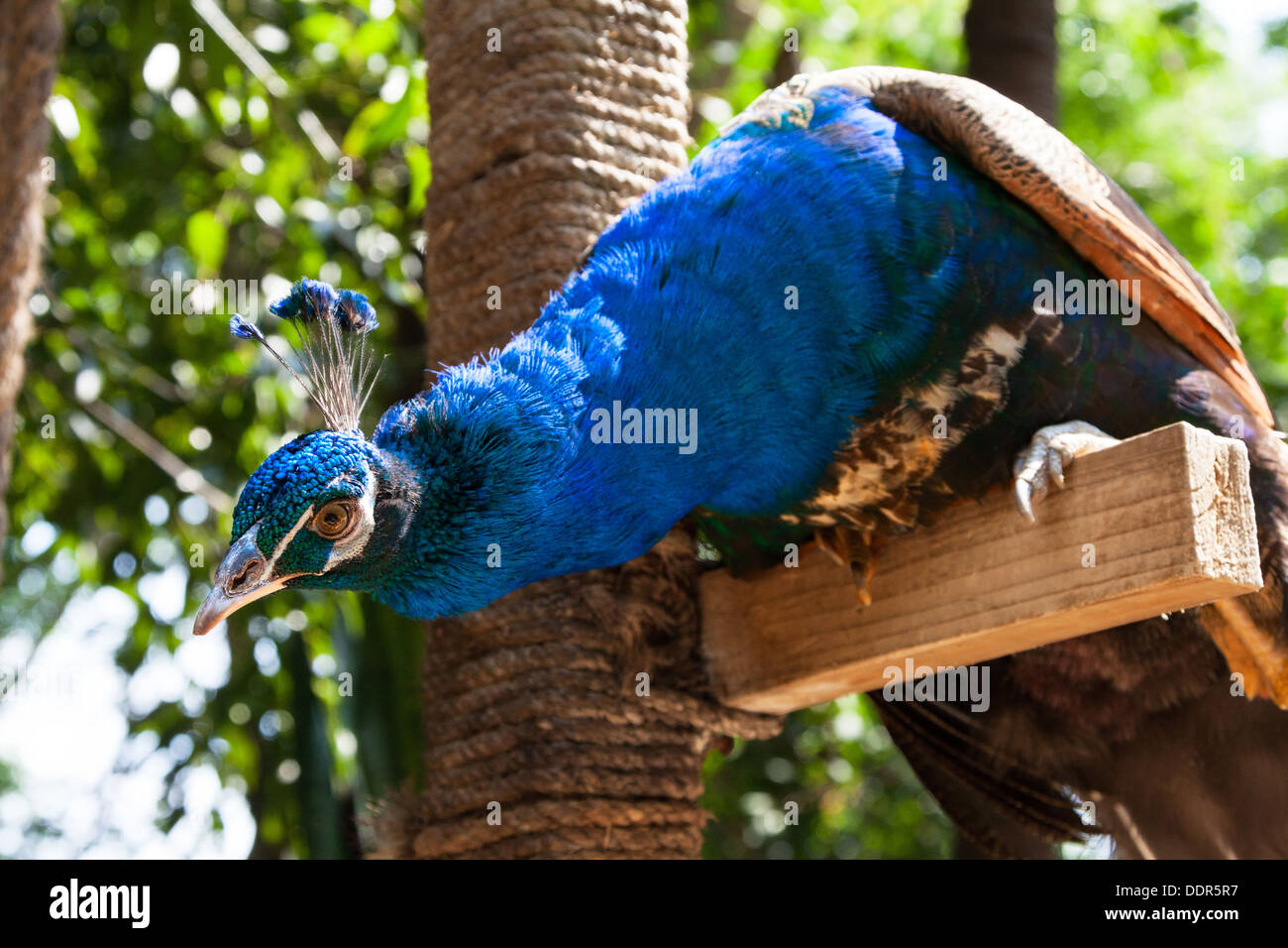 Eye of peacock hi-res stock photography and images - Alamy