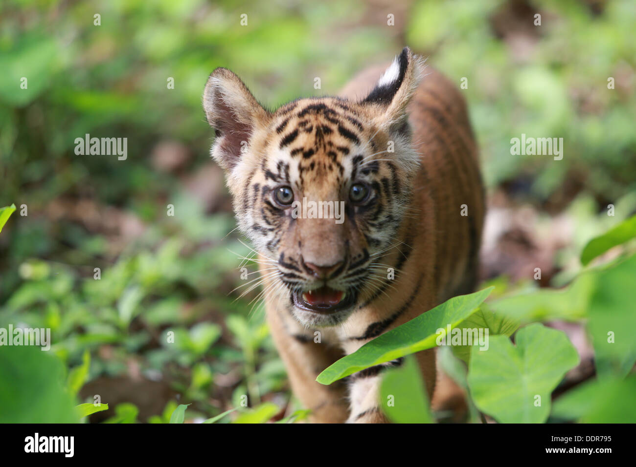 Baby tiger staring Stock Photo - Alamy