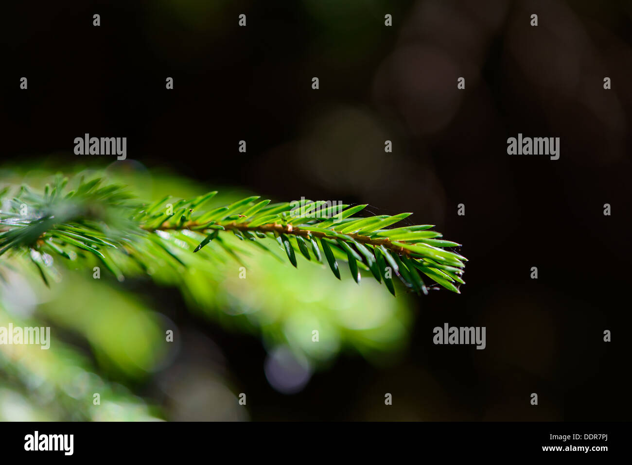 Russia. Nature and the forest. spruce branches Stock Photo - Alamy