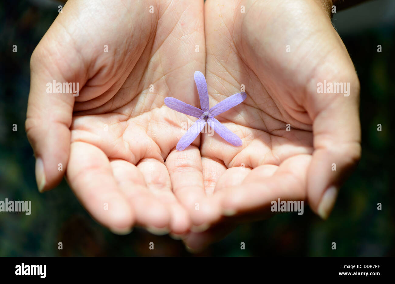 Small purple flower in her hand. Preserve the nature Stock Photo - Alamy