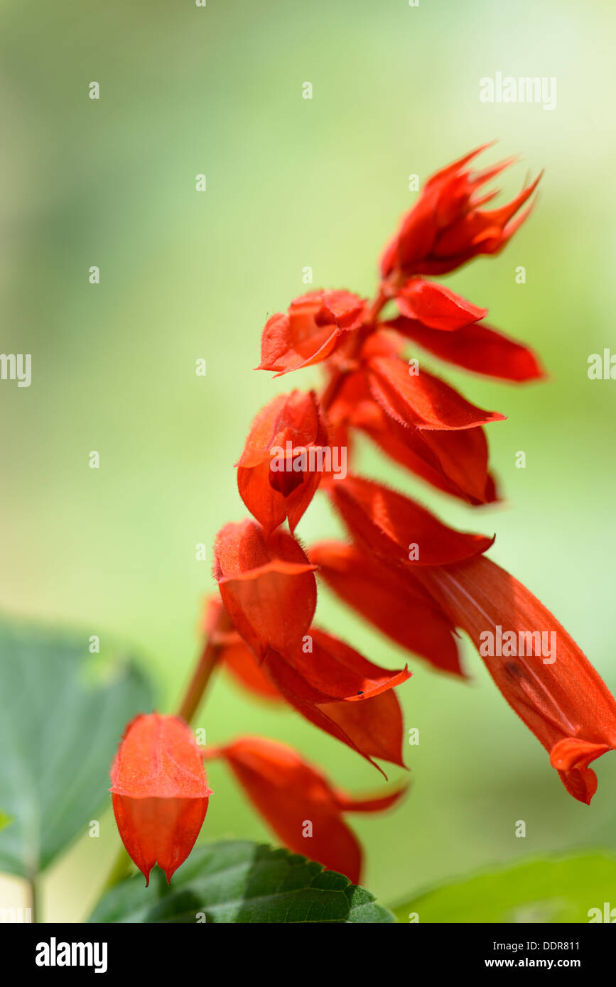 Sri Lanka. Royal Botanic Gardens. Different types of flowers Stock ...