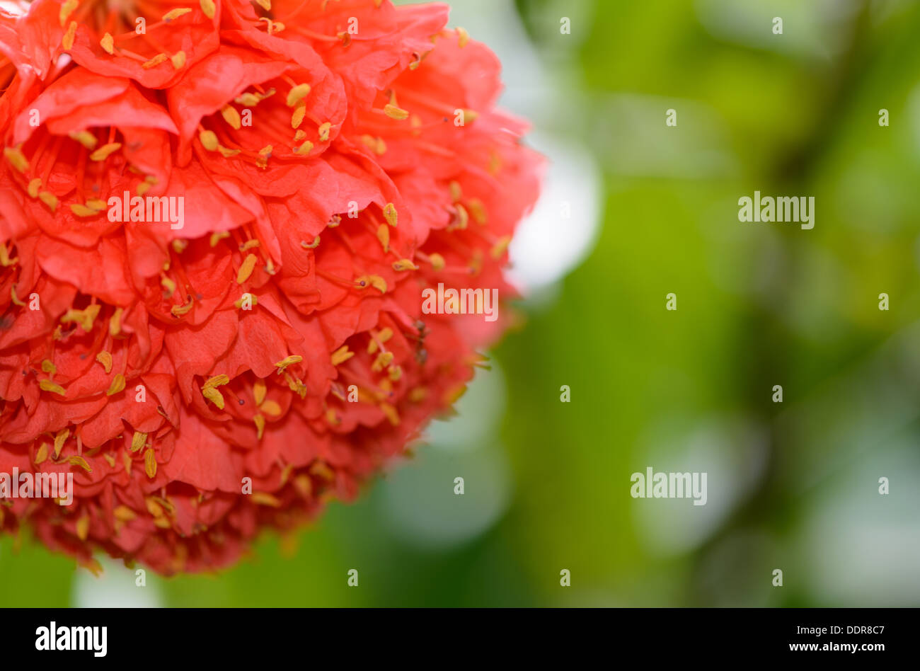 Sri Lanka. Royal Botanic Gardens. Different types of red flowers Stock ...