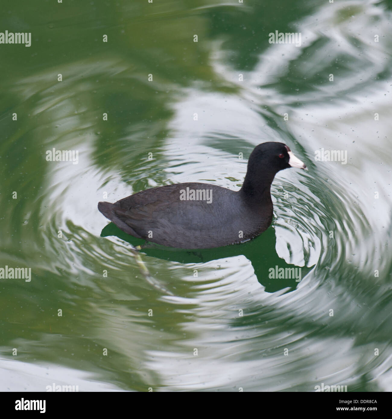 Square duck pond hi-res stock photography and images - Alamy