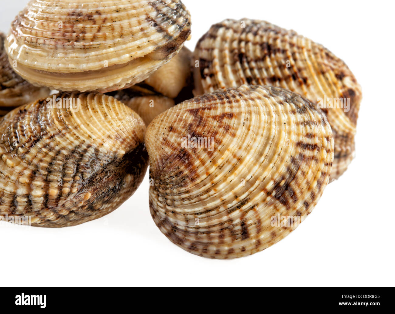 Lupin sea on white background Stock Photo - Alamy
