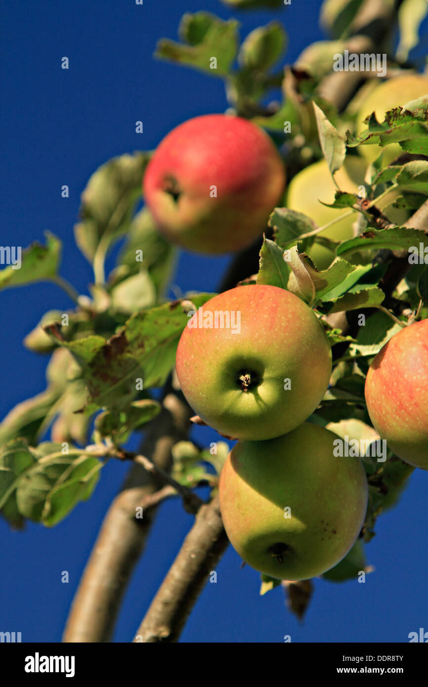 Red apple tree hi-res stock photography and images - Alamy
