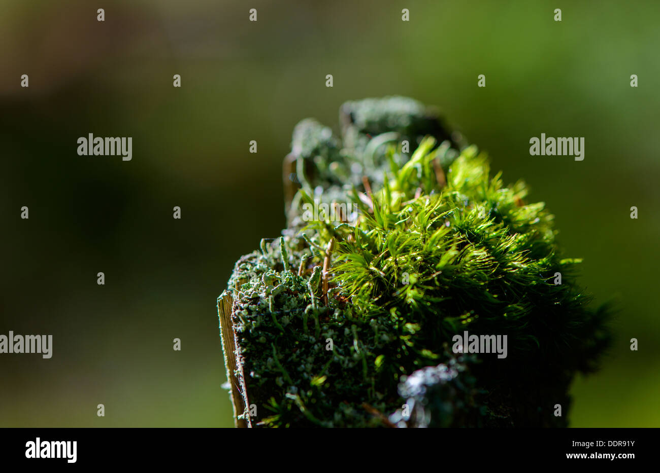 Russia. Nature and the forest. forest plants Stock Photo - Alamy