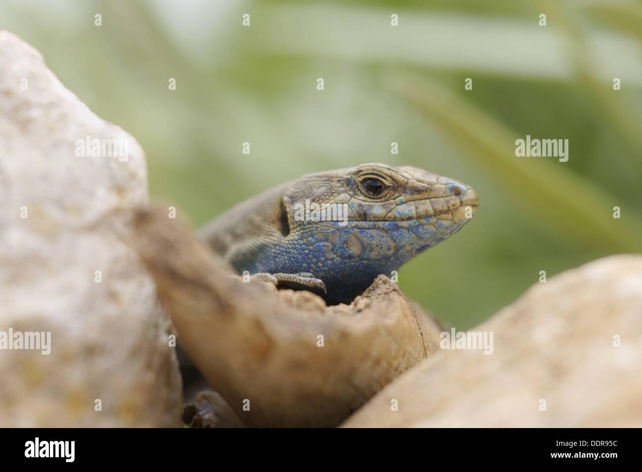 Balearic Wall Lizard Podarcis Lilfordi High Resolution Stock ...