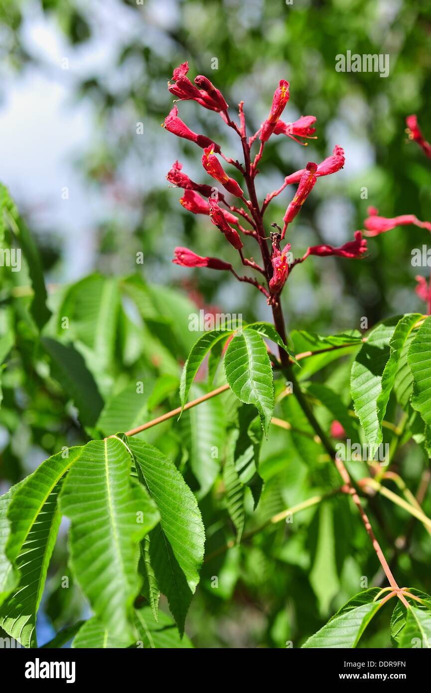 Aesculus pavia atrosanguinea hi-res stock photography and images - Alamy