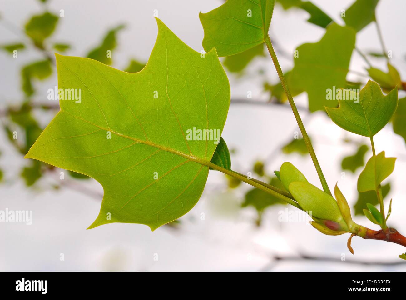 Virginia tulip tree hi-res stock photography and images - Alamy