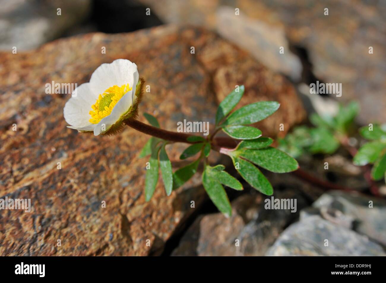 Ranunculus glacialis hi-res stock photography and images - Alamy