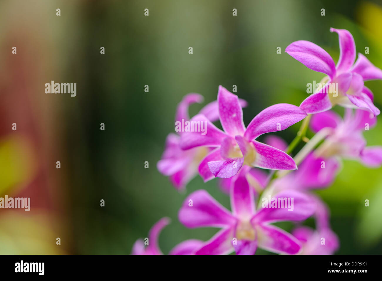 Sri Lanka. Royal Botanic Gardens. Different types of orchids Stock ...