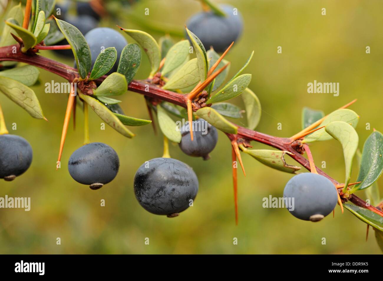 Calafate berberis microphylla hi-res stock photography and images - Alamy