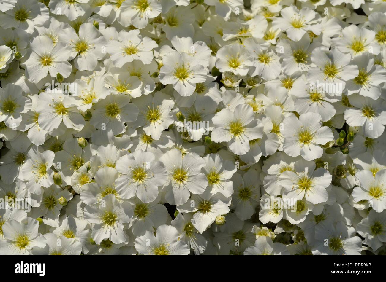 Arenaria Montana High Resolution Stock Photography and Images - Alamy
