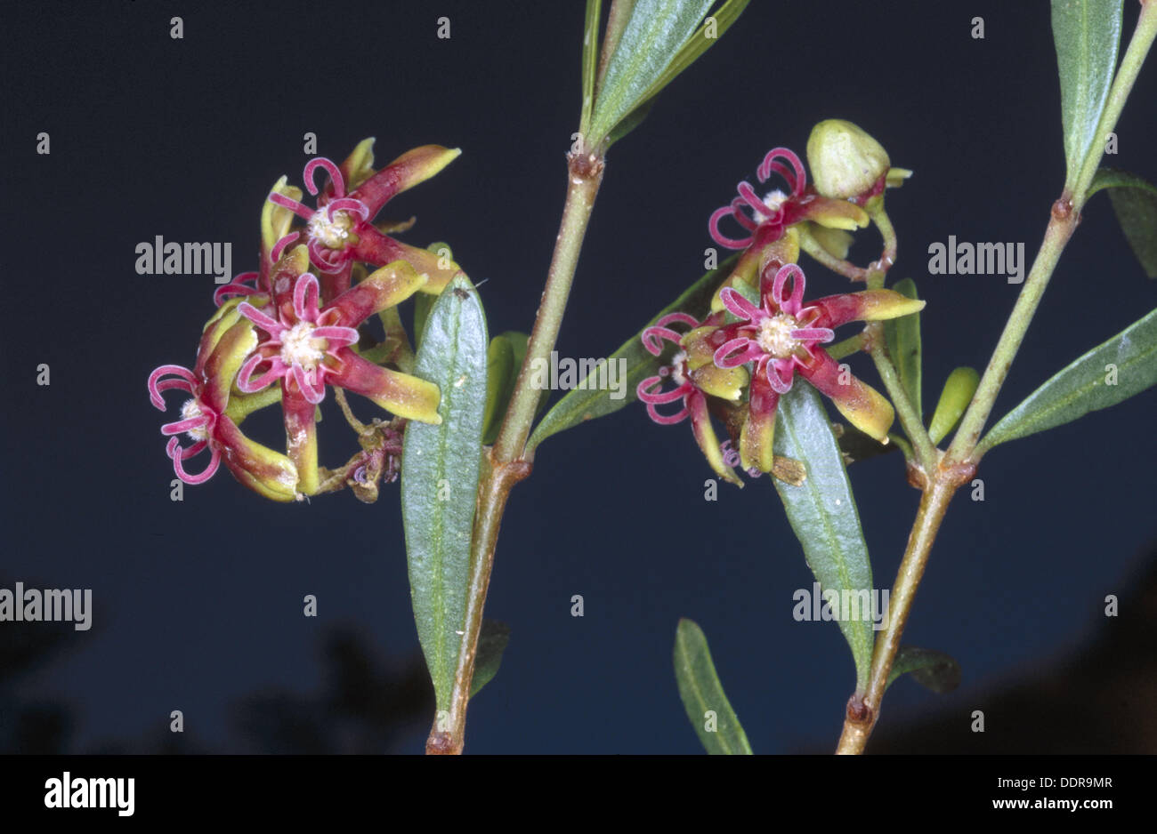 Periploca laevigata hi-res stock photography and images - Alamy
