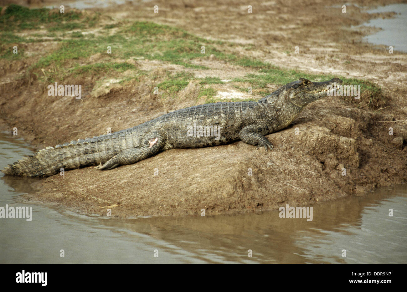 Spectacled Caiman (Caiman crocodilus). Yacare. Los Llanos. Venezuela ...