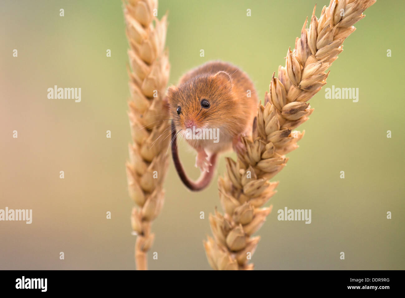 Harvest mouse wheat hi-res stock photography and images - Alamy