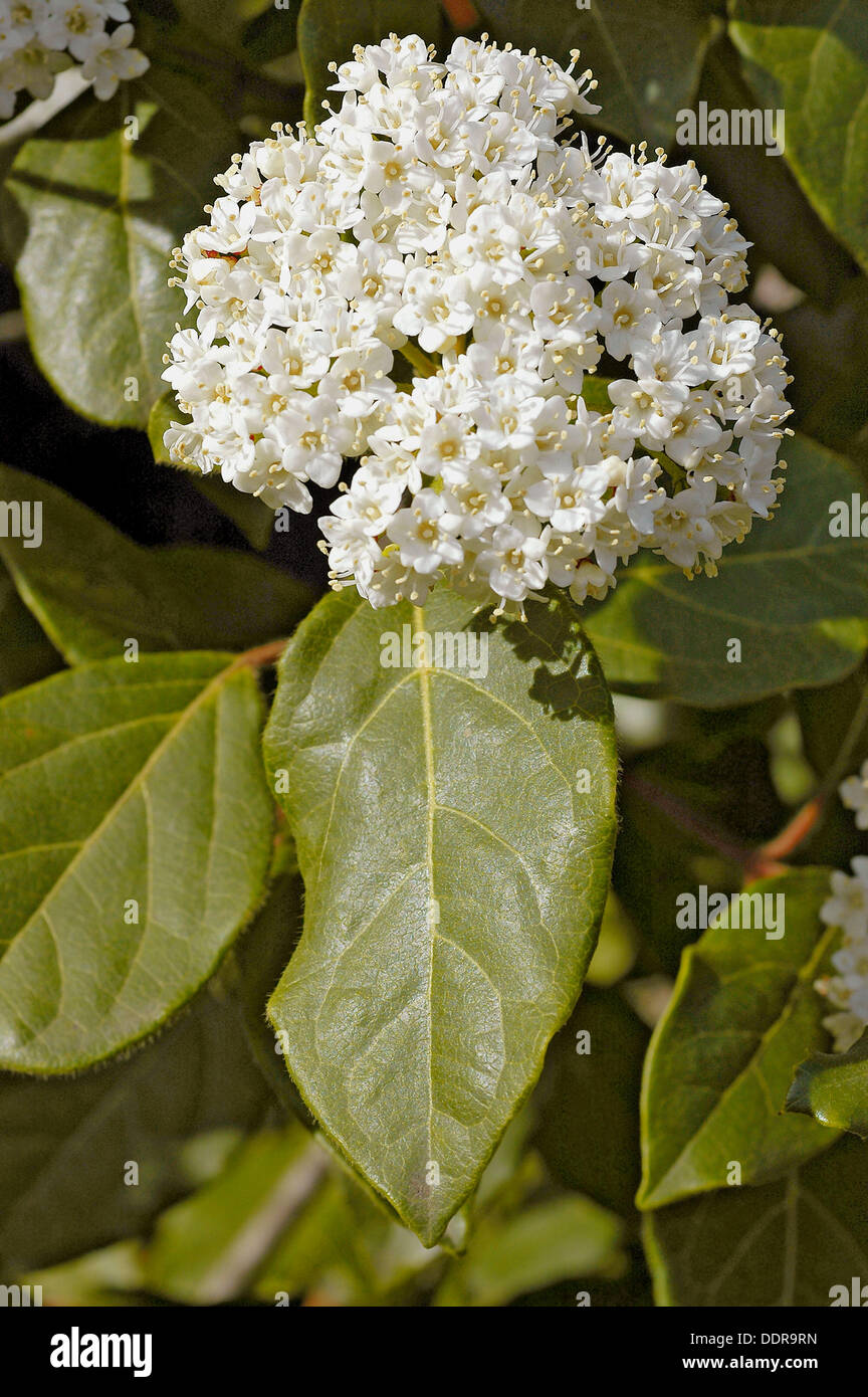 Durillo plant hi-res stock photography and images - Alamy