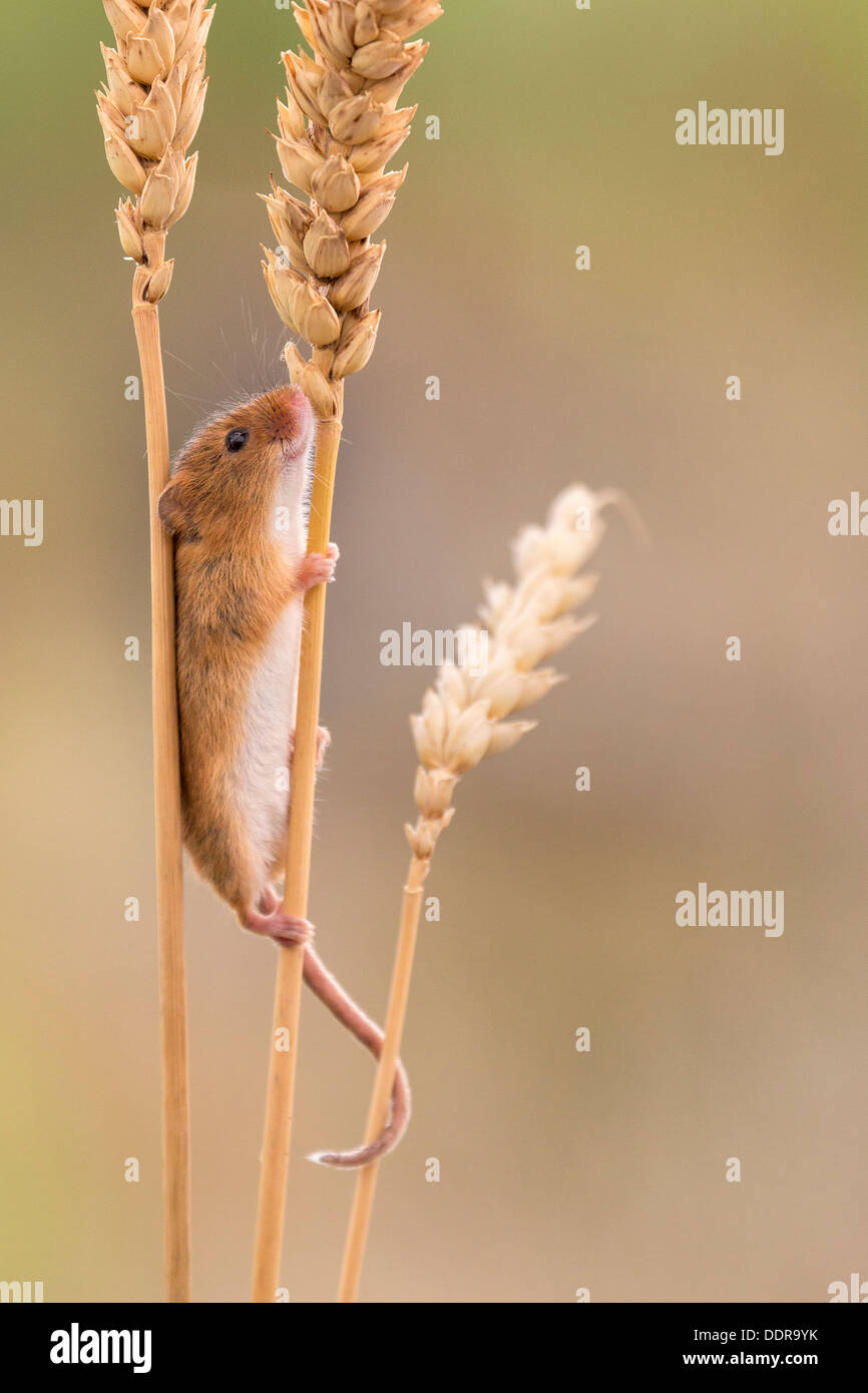 Harvest mouse on corn hi-res stock photography and images Harvest mouse on corn hi-res stock photography and images