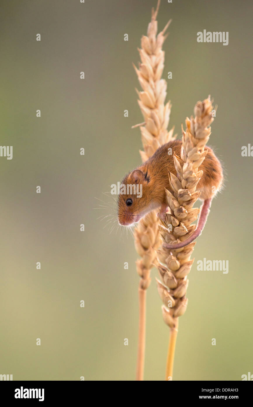 Harvest mouse on ears of wheat hi-res stock photography and images - Alamy