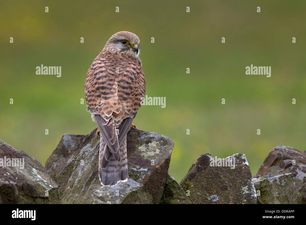Female kestrel hi-res stock photography and images - Alamy