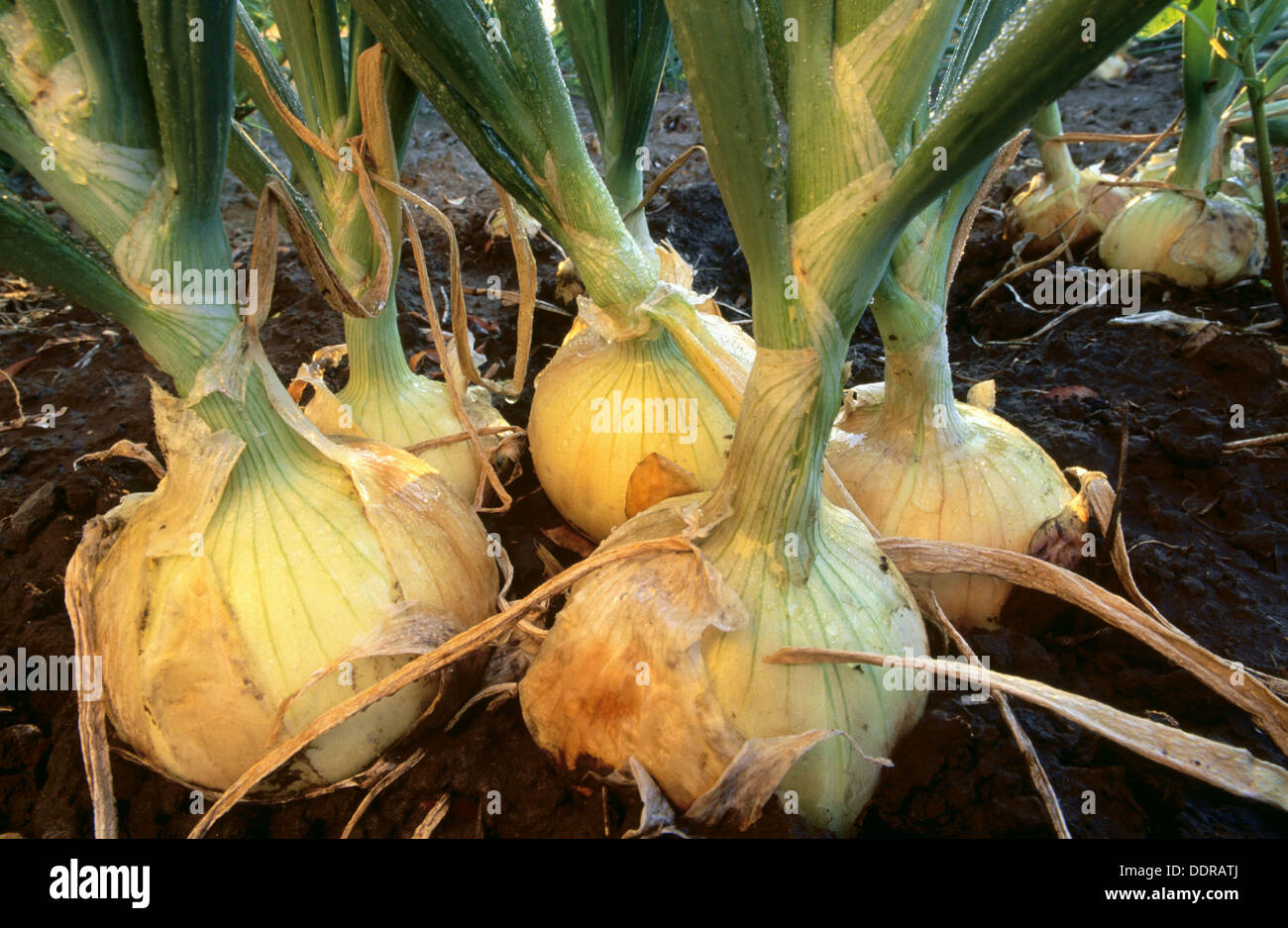 Sweet walla hi-res stock photography and images - Alamy