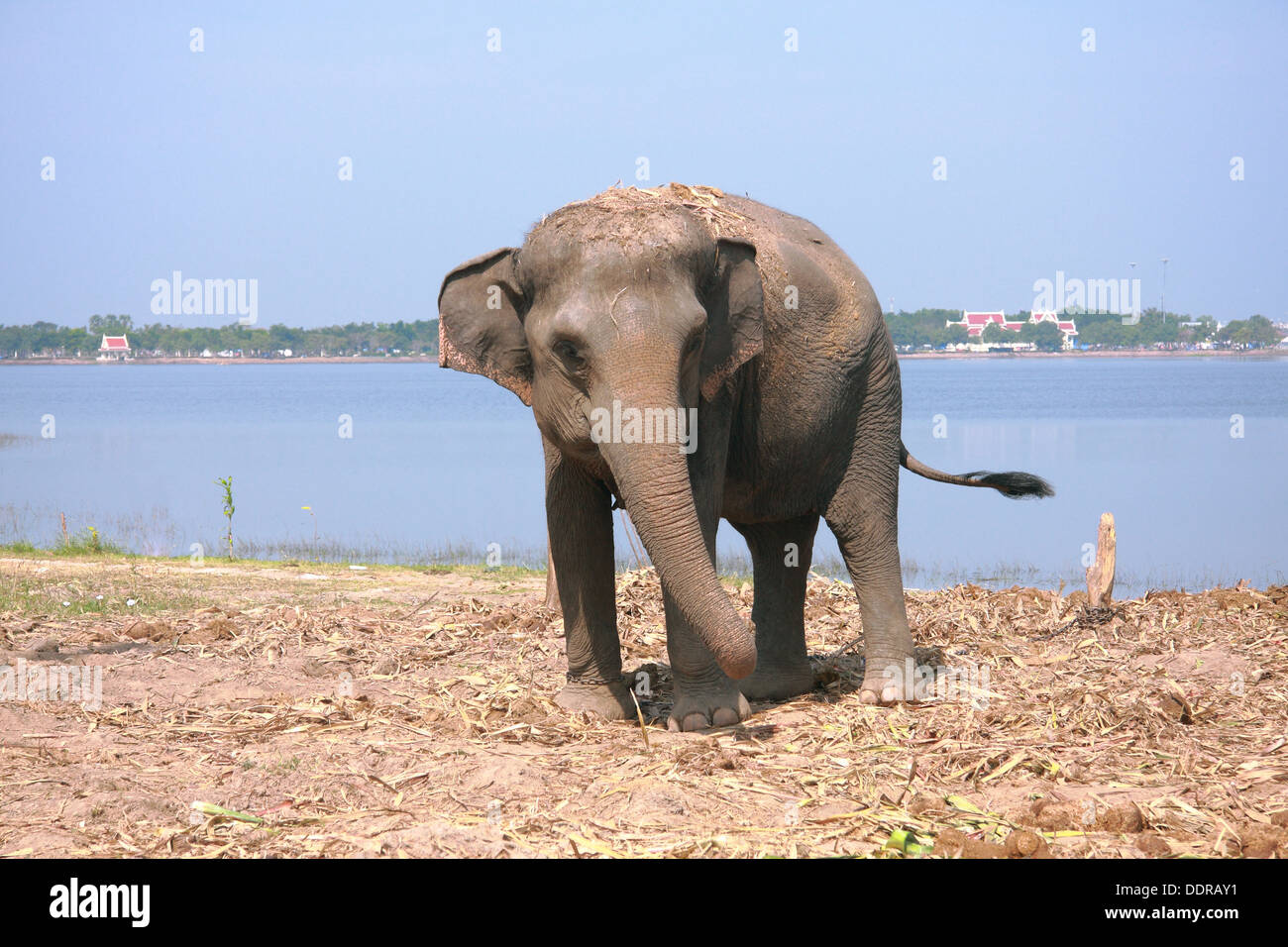 Elephant standing hi-res stock photography and images - Alamy