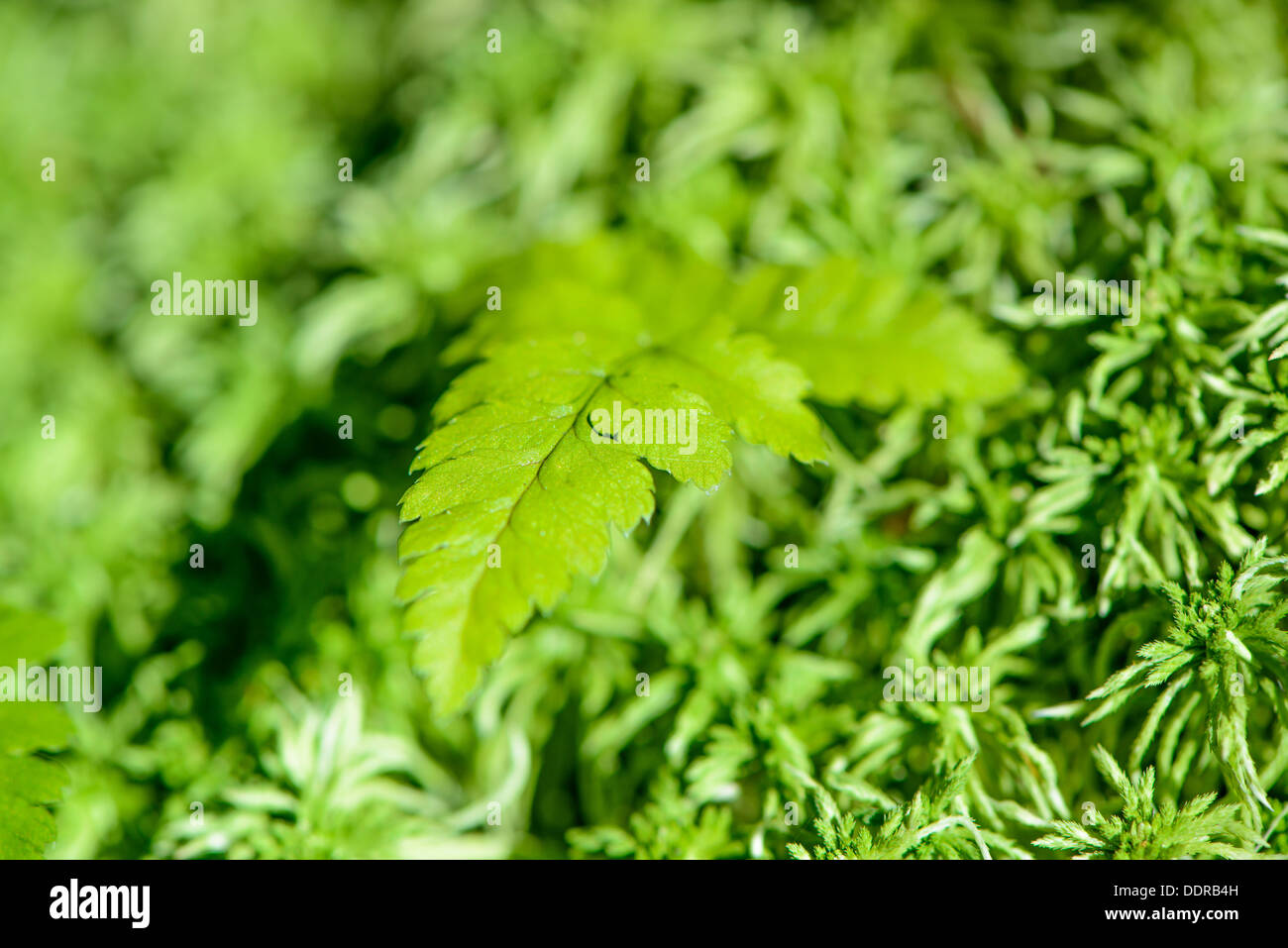 Russia. Nature and the forest. forest plants Stock Photo - Alamy
