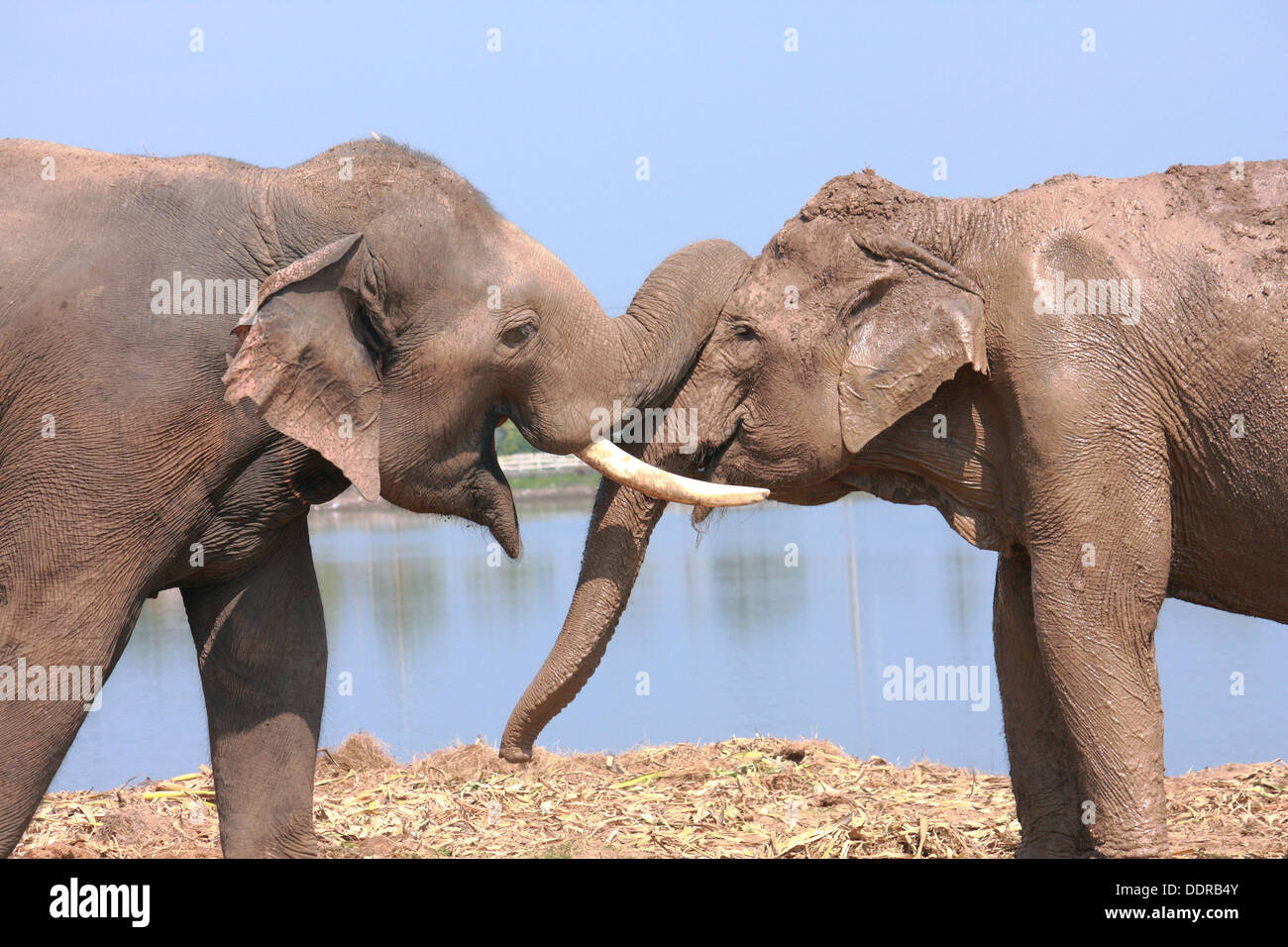 Two elephants show good relationship of each others Stock Photo - Alamy