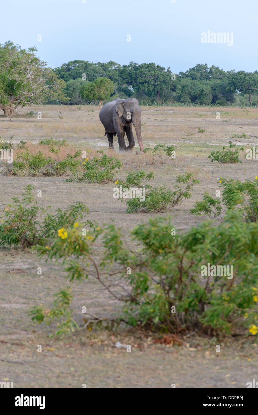Sri Lanka. National Forest and Nature Park Yala Stock Photo - Alamy