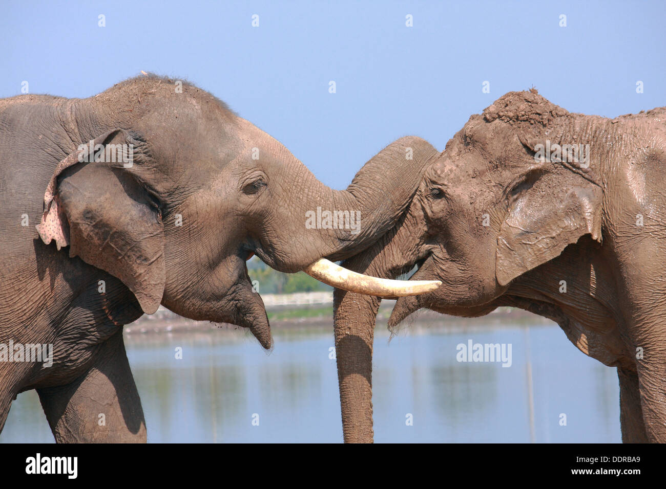 Two elephants show good relationship of each others Stock Photo - Alamy