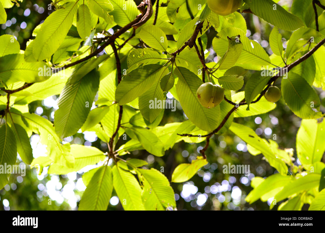 Types of trees hi-res stock photography and images - Alamy