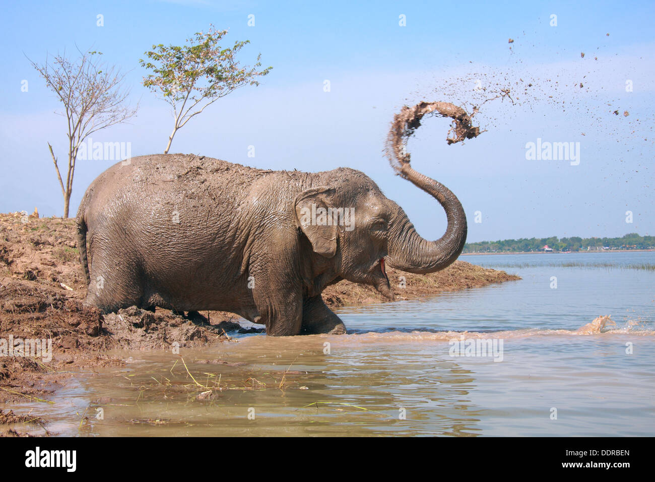 Elephant plays water and sprays with curve Stock Photo - Alamy