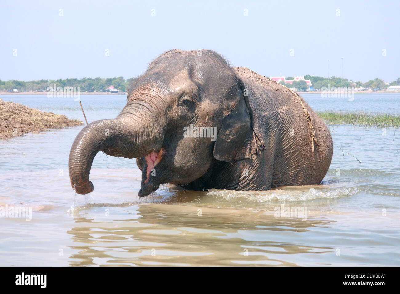 Elephant plays water in lake Stock Photo - Alamy
