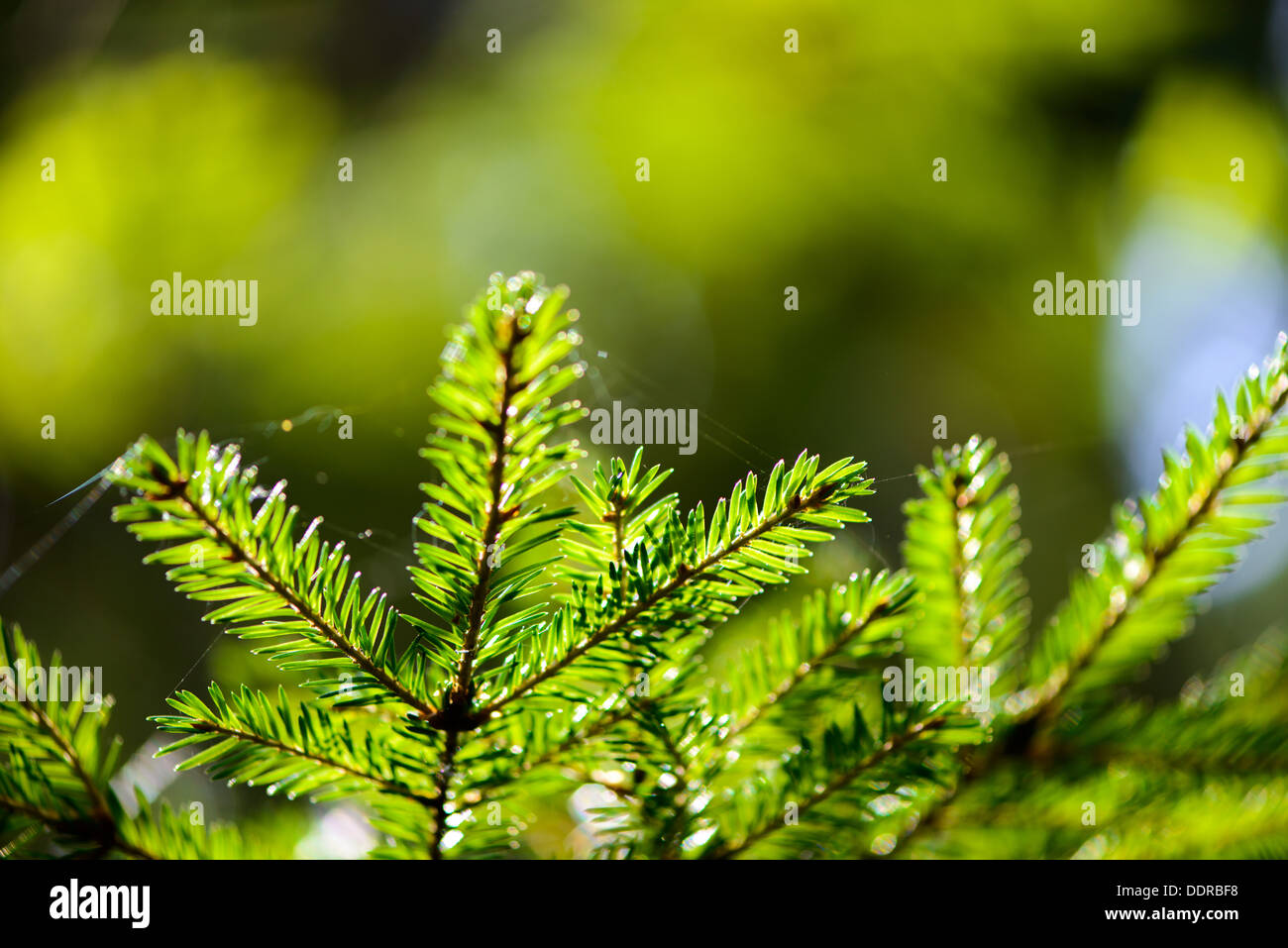 Russia. Nature and the forest. spruce branches Stock Photo - Alamy
