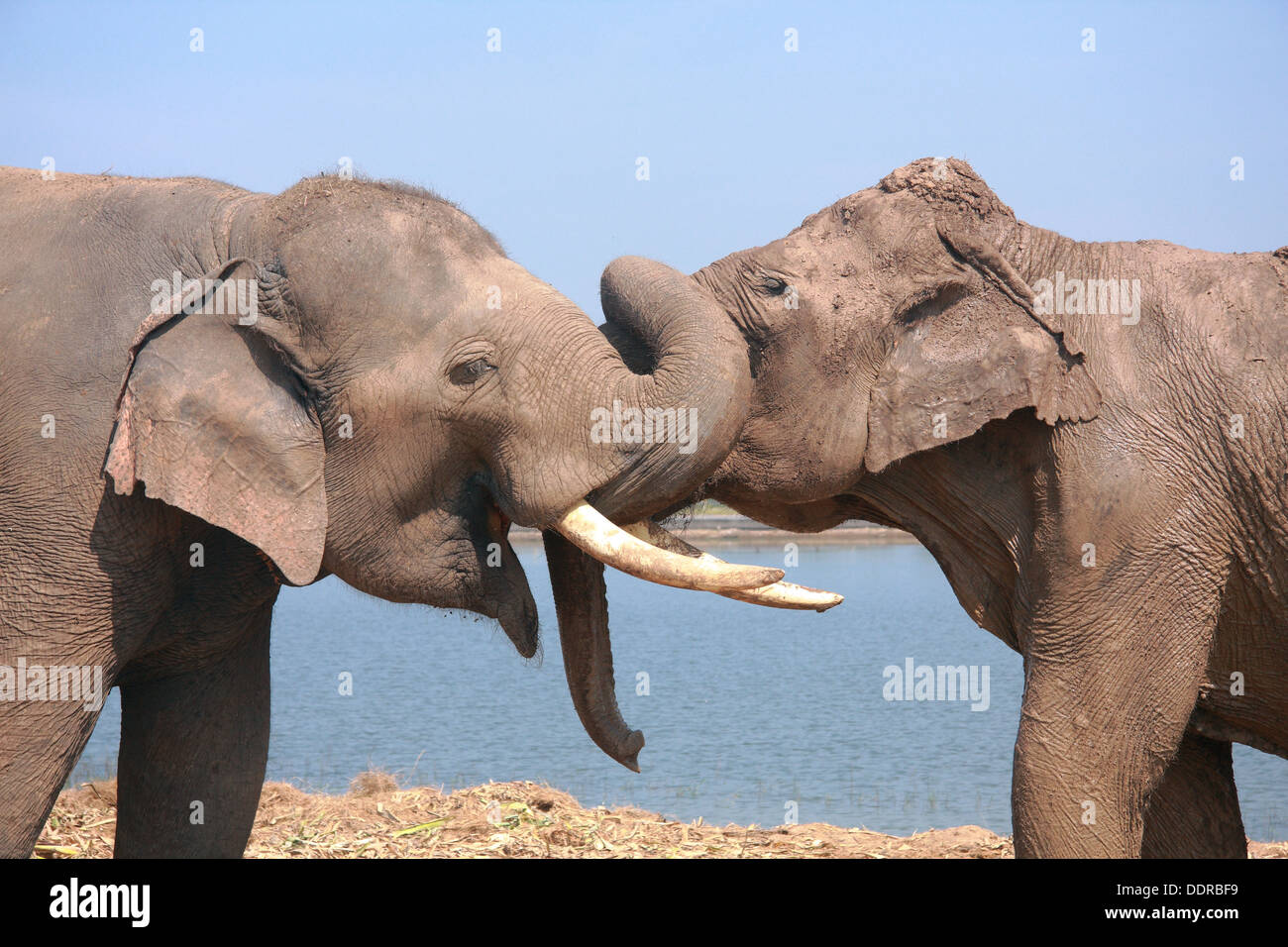 Two elephants show good relationship of each others Stock Photo - Alamy