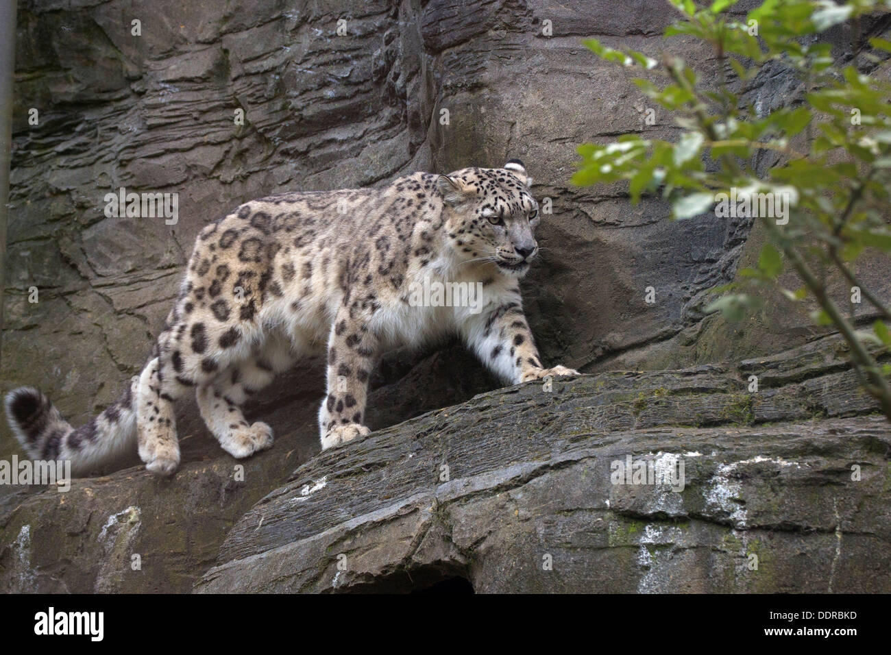 Adult leopard hi-res stock photography and images - Alamy