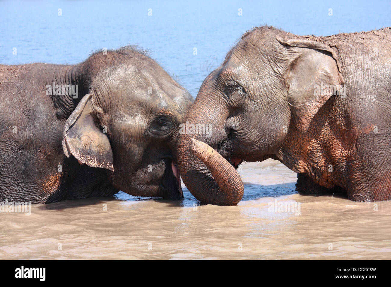 Two elephants show good relationship of each others in pond Stock Photo ...