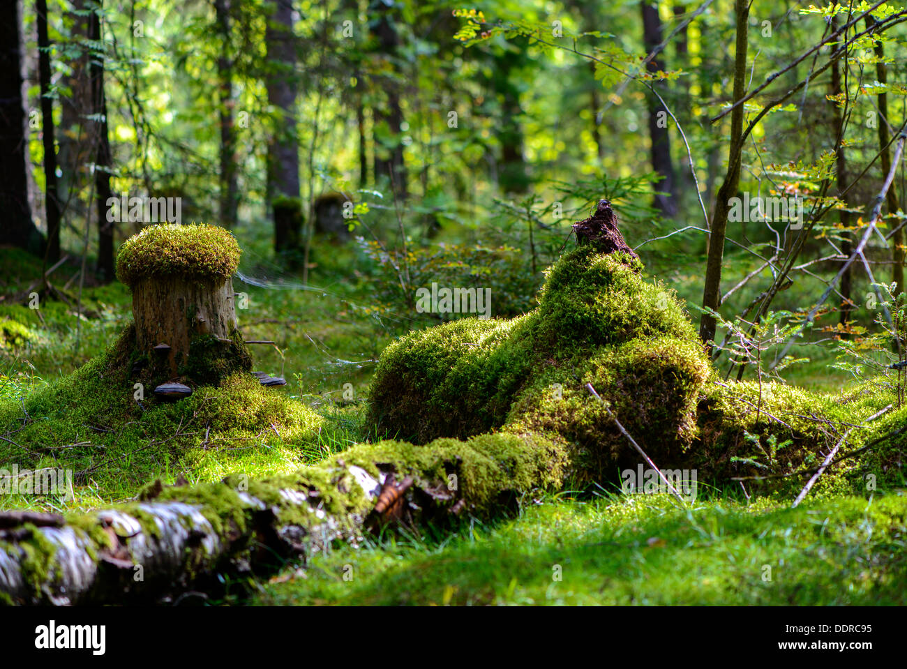 Russia. Nature and the forest. Various forest landscape Stock Photo - Alamy