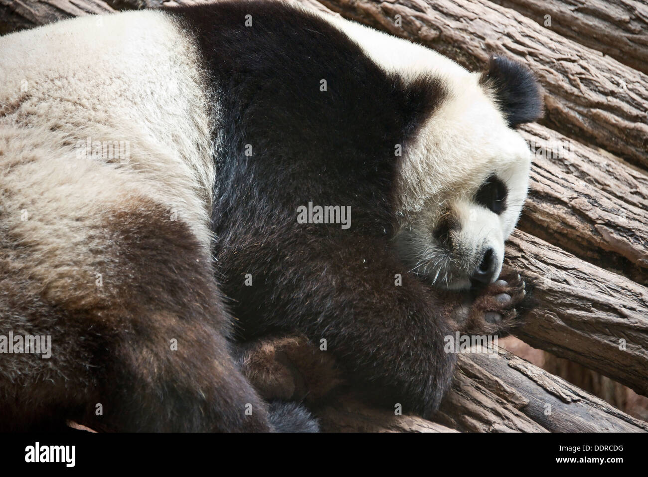 Giant panda at Zooparc de Beauval - France Stock Photo - Alamy