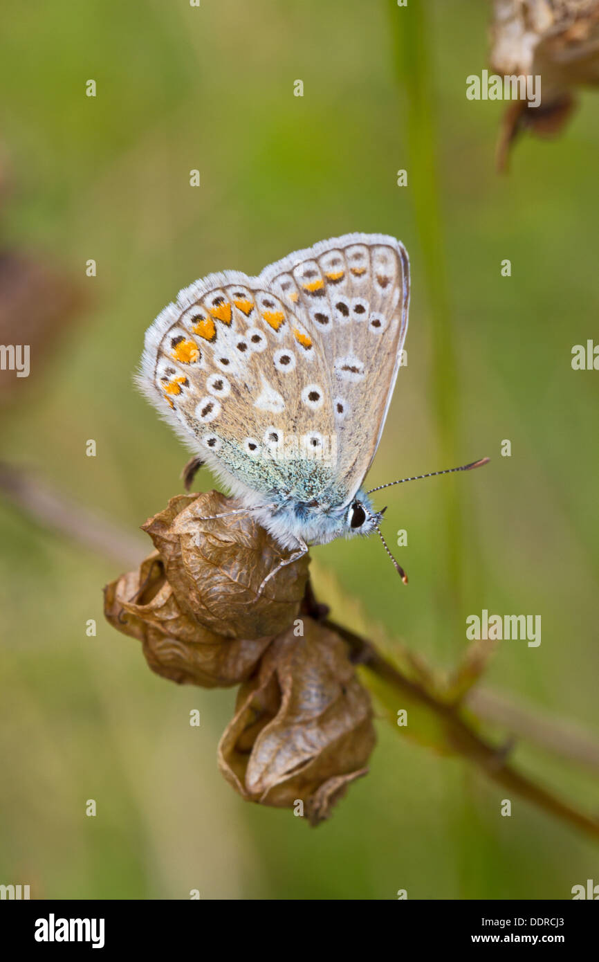 Male common blue butterfly hi-res stock photography and images - Alamy