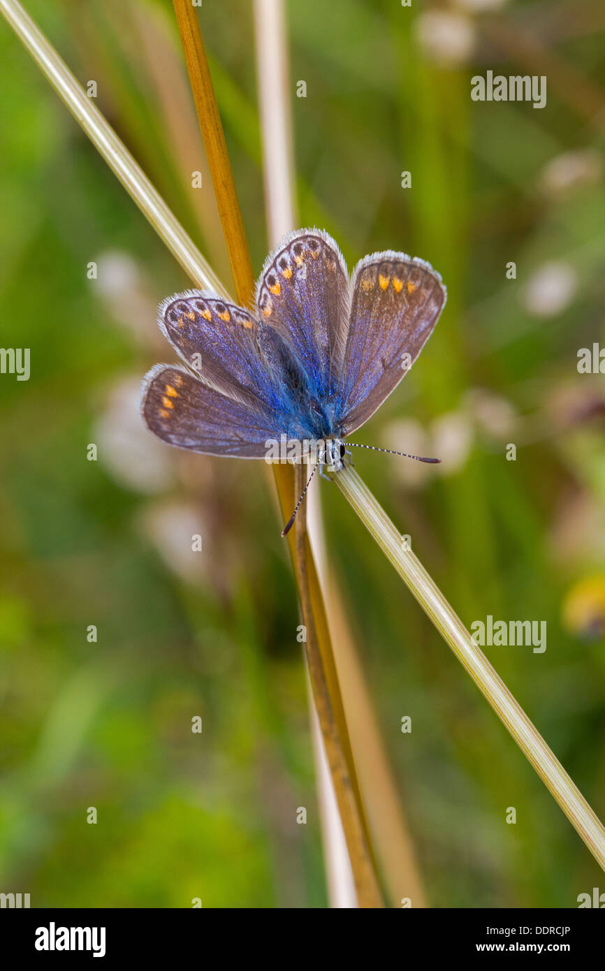 Female common blue butterfly hi-res stock photography and images - Alamy