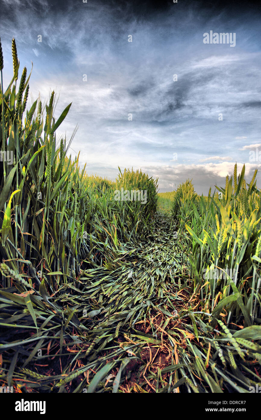 Flattened corn hi-res stock photography and images - Alamy