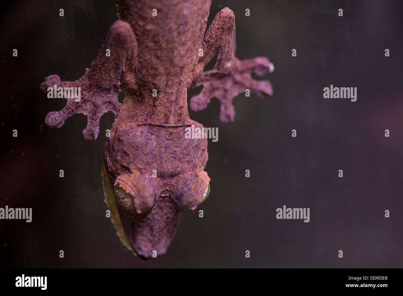 Close-up of a Lizard at Butterfly Palace, Branson, Taney County ...