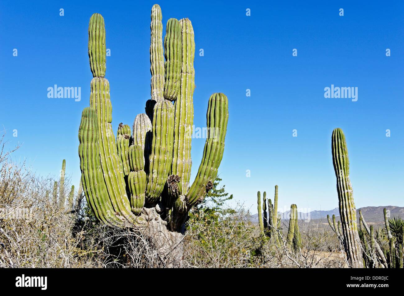 Monotypic genus hi-res stock photography and images - Alamy