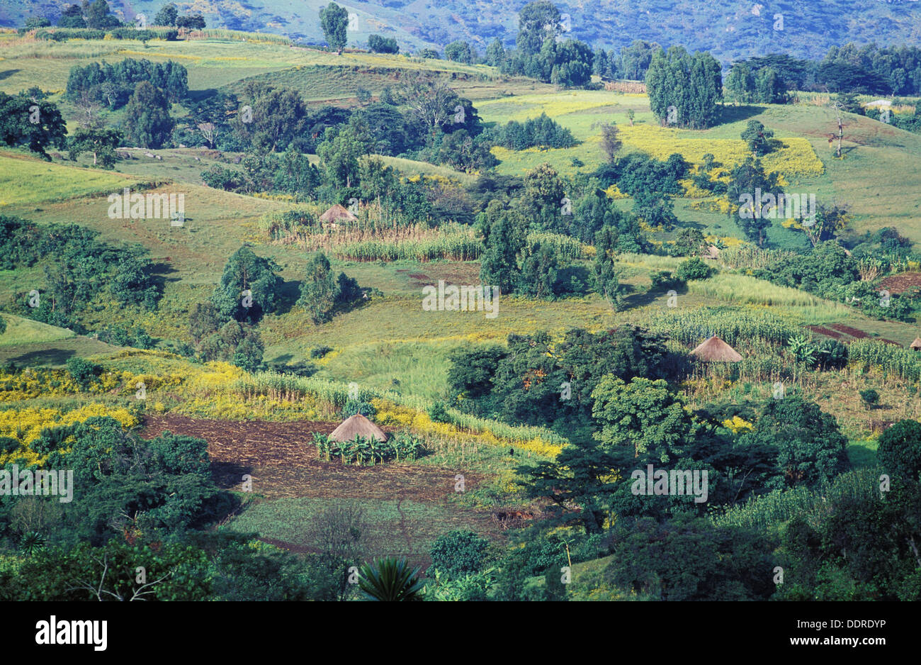 Shewa High Resolution Stock Photography and Images - Alamy