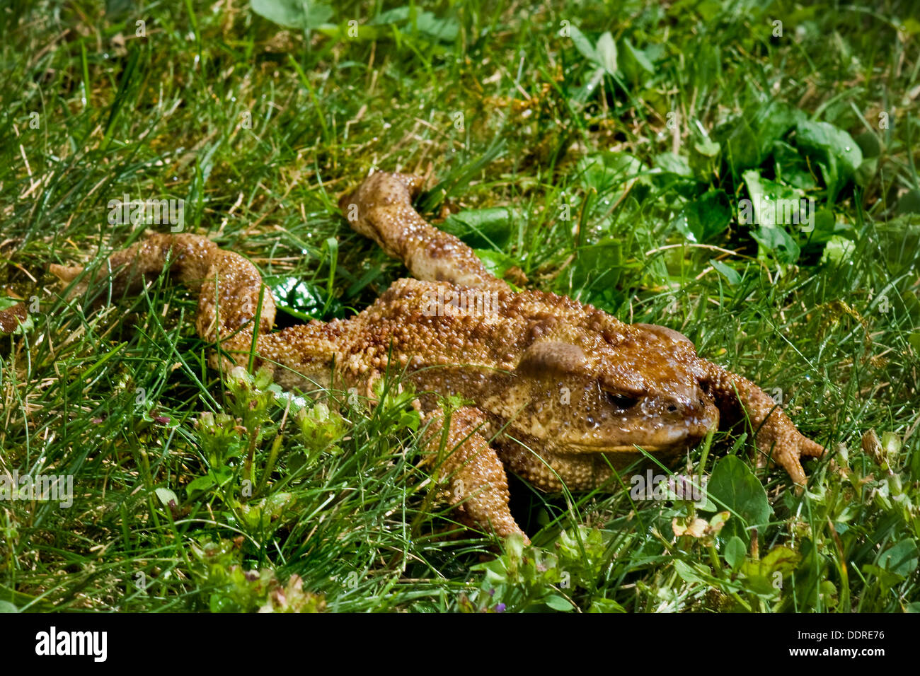 Toad animal hi-res stock photography and images - Alamy