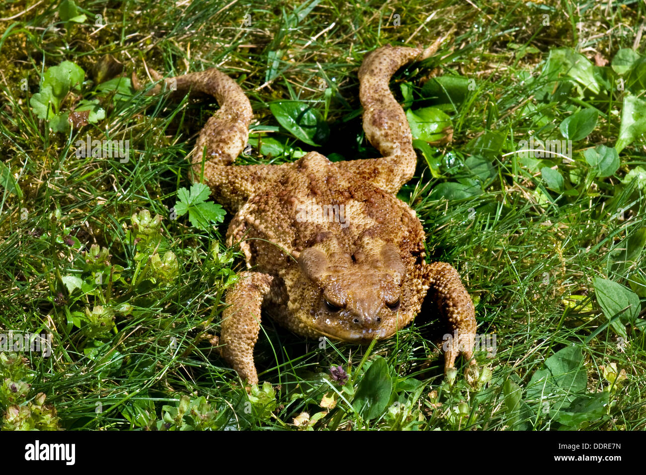 Toad animal hi-res stock photography and images - Alamy