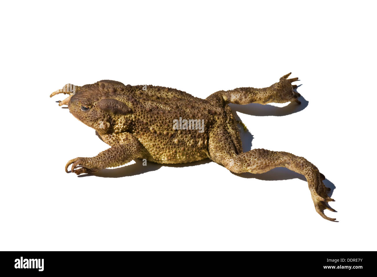 Amphibious animals Cut Out Stock Images & Pictures - Alamy